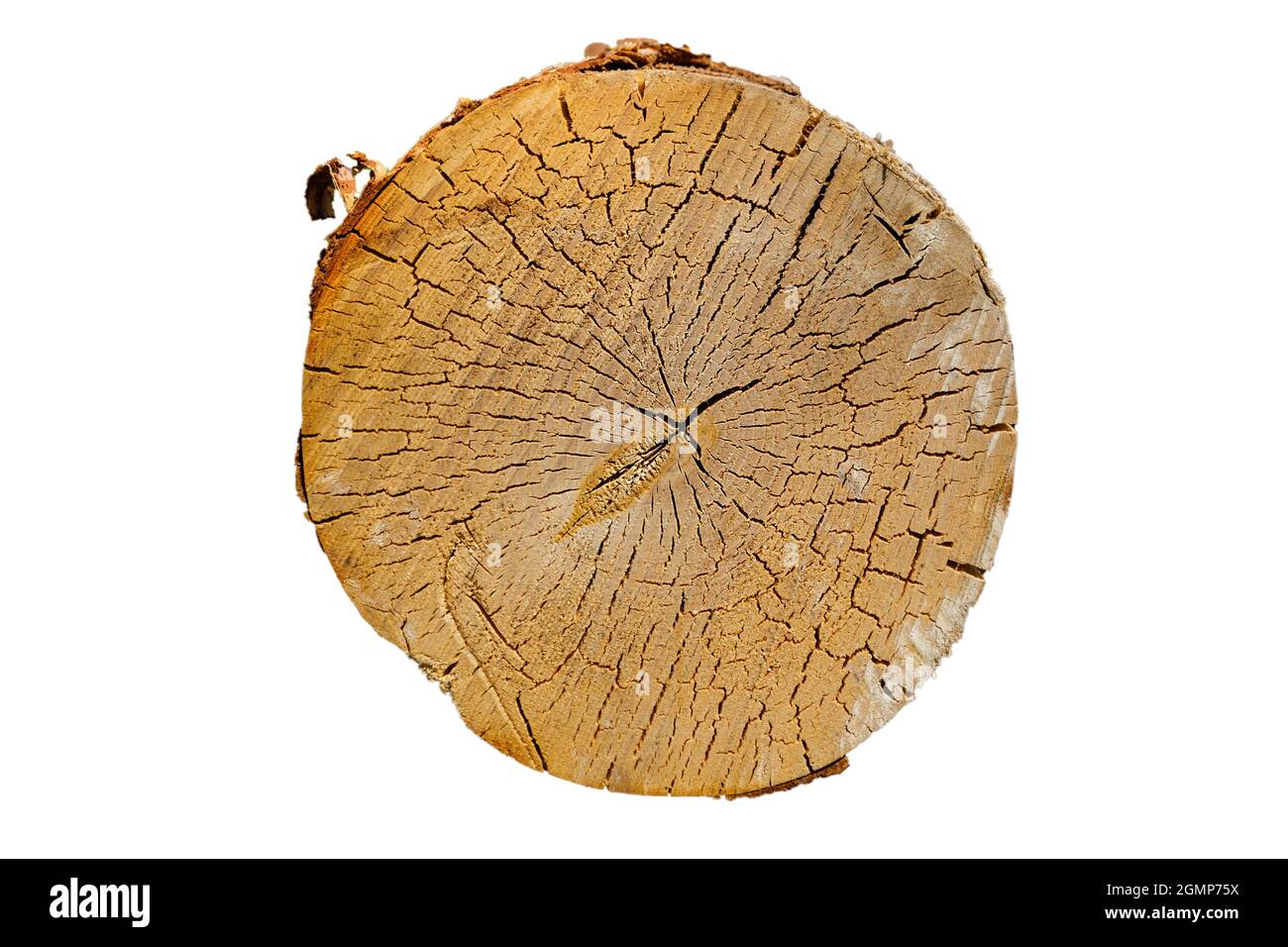 birch log cut isolated on white background. High quality photo Stock ...