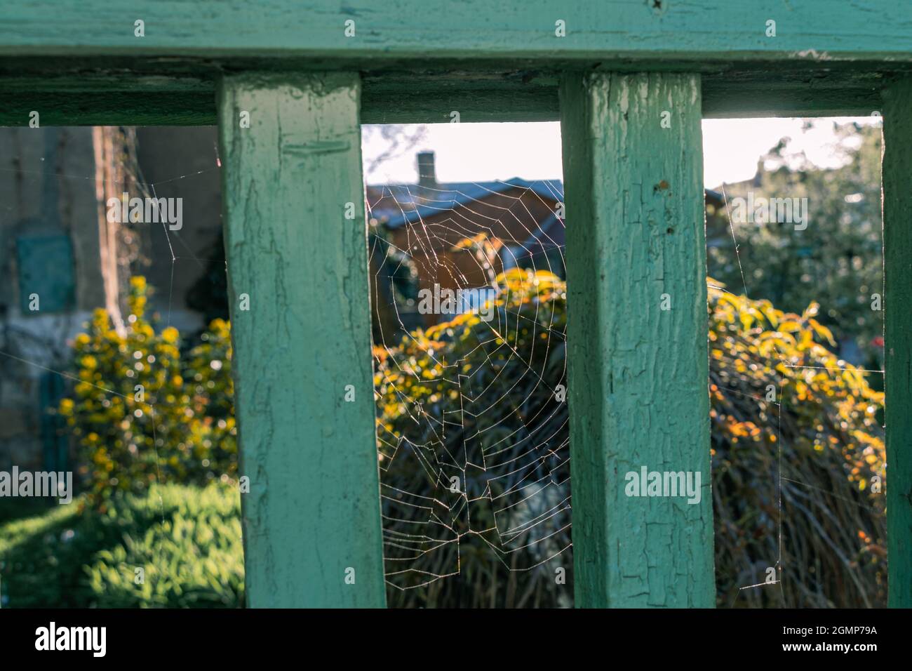 close up cobweb on green wooden fence Stock Photo - Alamy