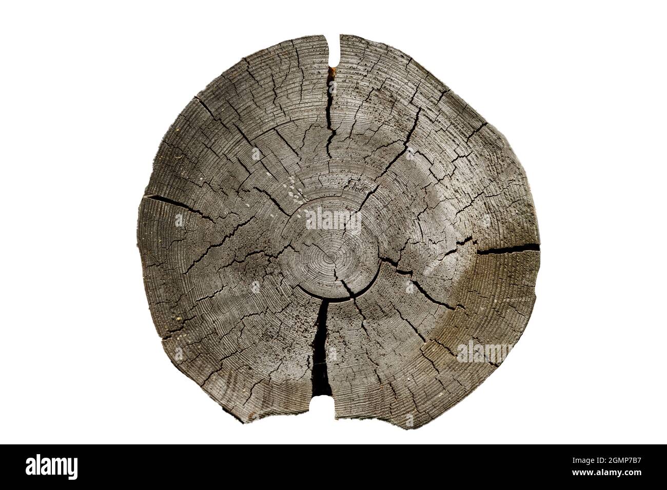 birch log cut isolated on white background. High quality photo Stock ...