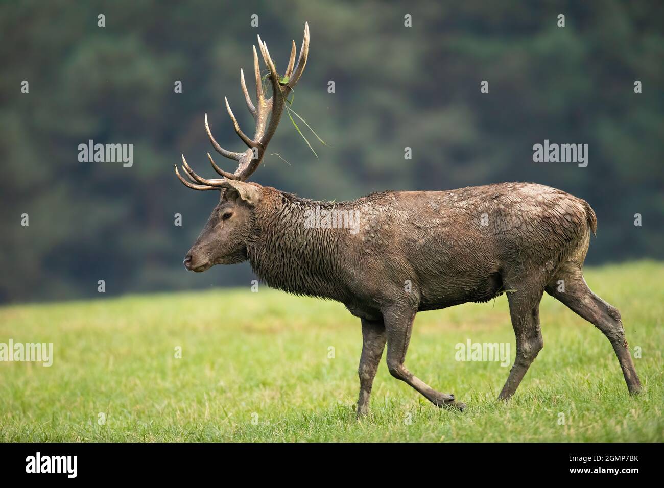 Red deer walking on meadow in autumn nature from side Stock Photo - Alamy