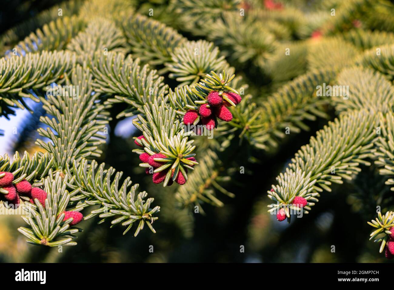 bud of conifer cone on branch of spruce Stock Photo - Alamy