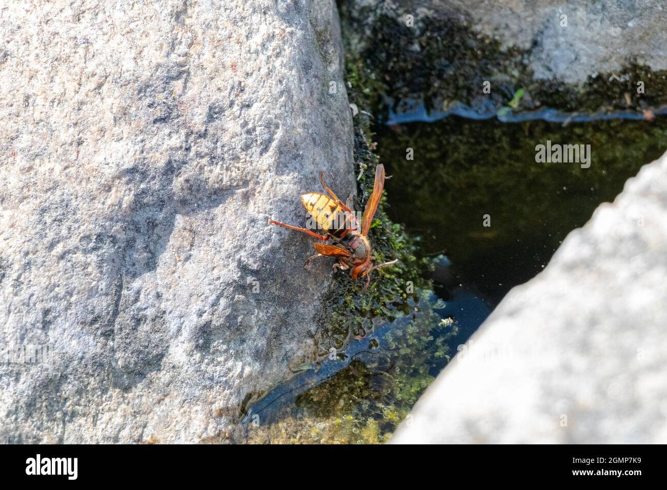 Closeup on hornet on a stone by the water. Dangerous insect Stock Photo ...