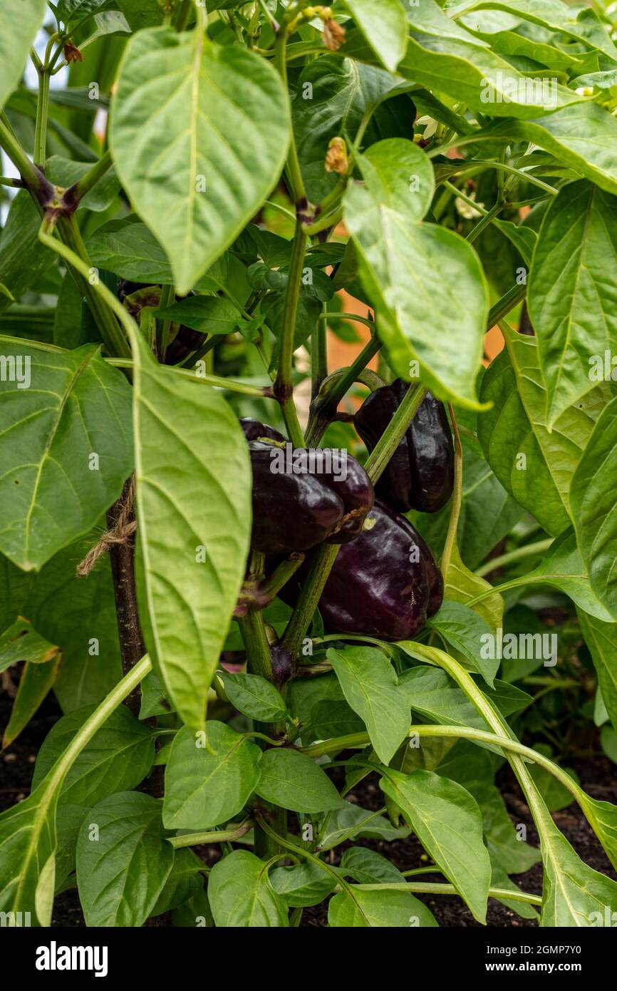 Mild Sweet Pepper ‘Tequila,Tequila bell pepper, natural food plant ...