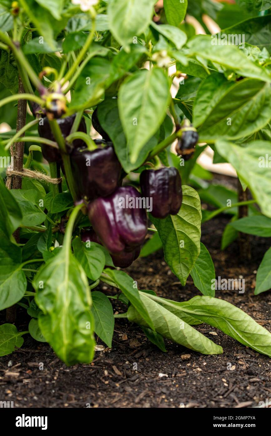 Mild Sweet Pepper ‘Tequila,Tequila bell pepper, natural food plant ...