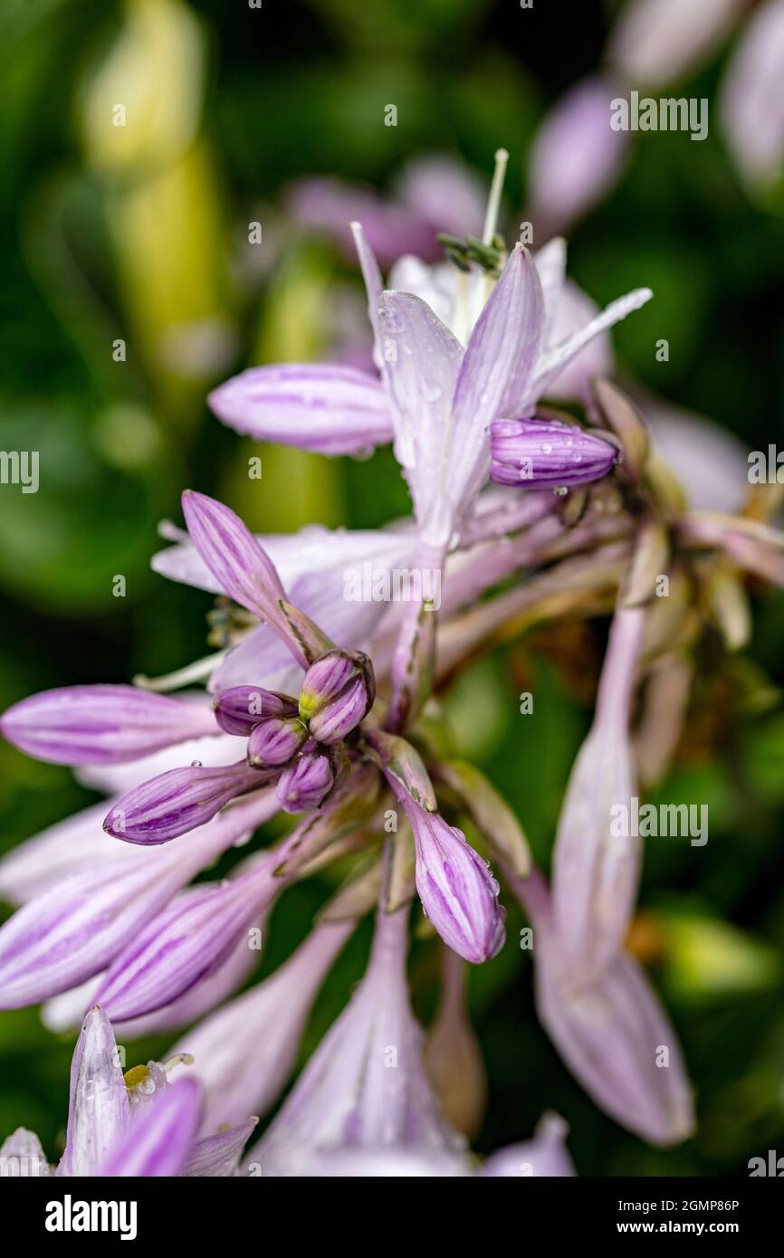 Beautiful Hosta 'Whirlwind' (fortunei), plantain lily ‘Whirlwind ...