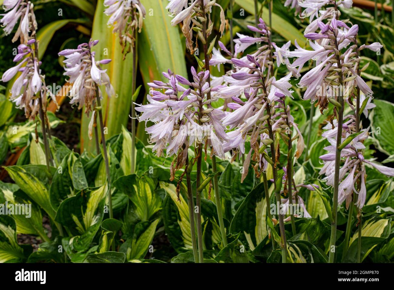 Beautiful Hosta 'Whirlwind' (fortunei), plantain lily ‘Whirlwind ...