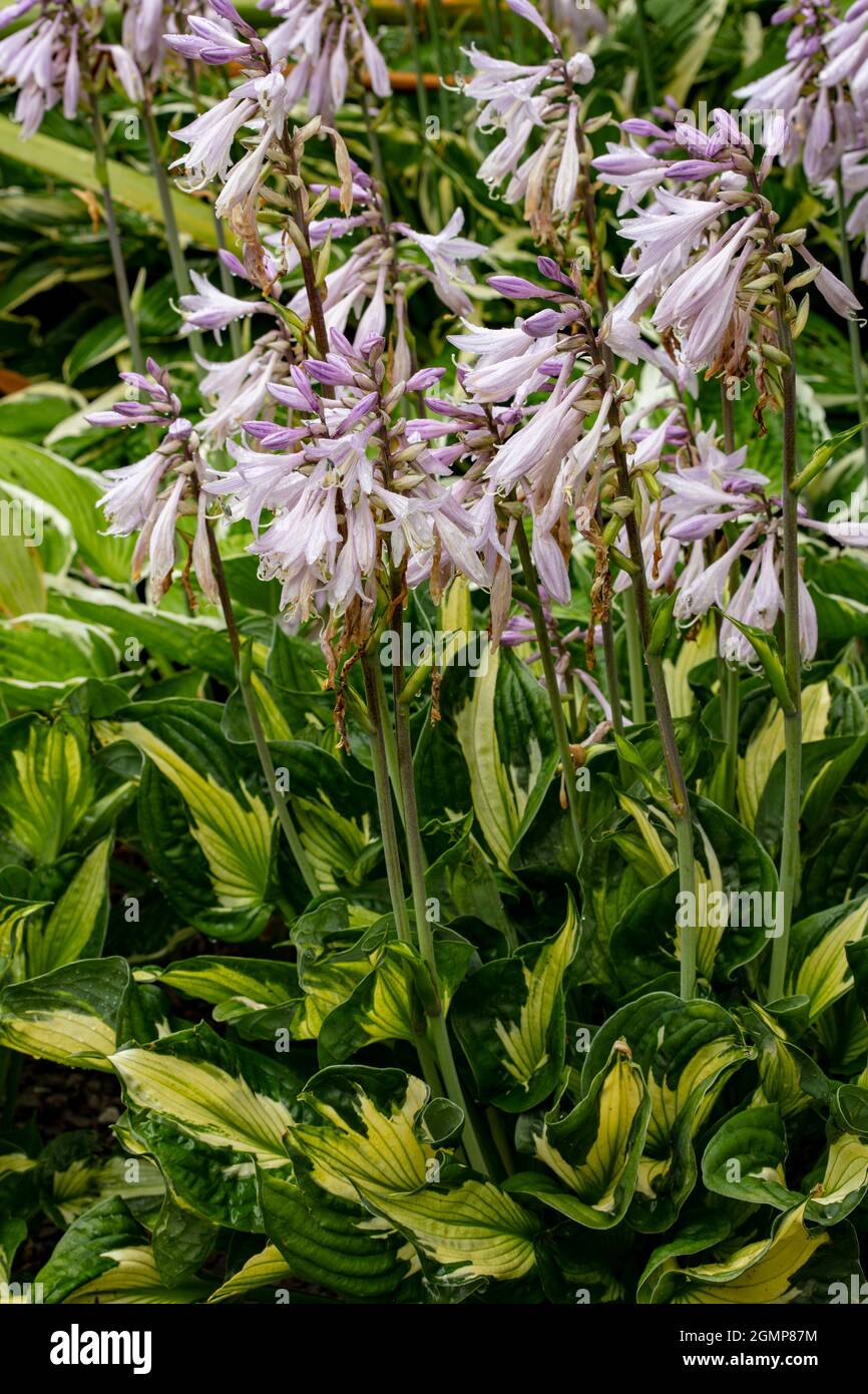 Beautiful Hosta 'Whirlwind' (fortunei), plantain lily ‘Whirlwind ...