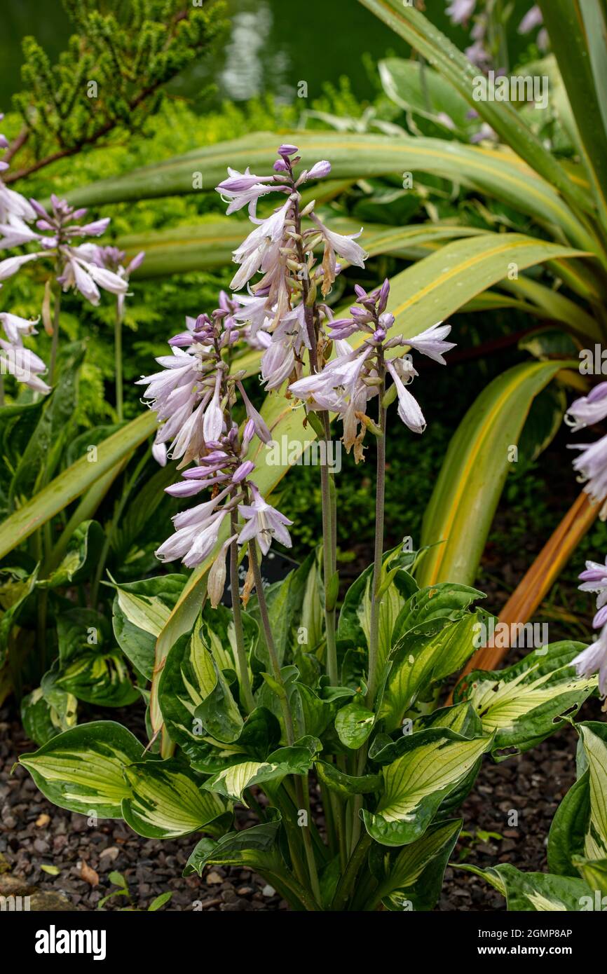 Beautiful Hosta 'Whirlwind' (fortunei), plantain lily ‘Whirlwind ...