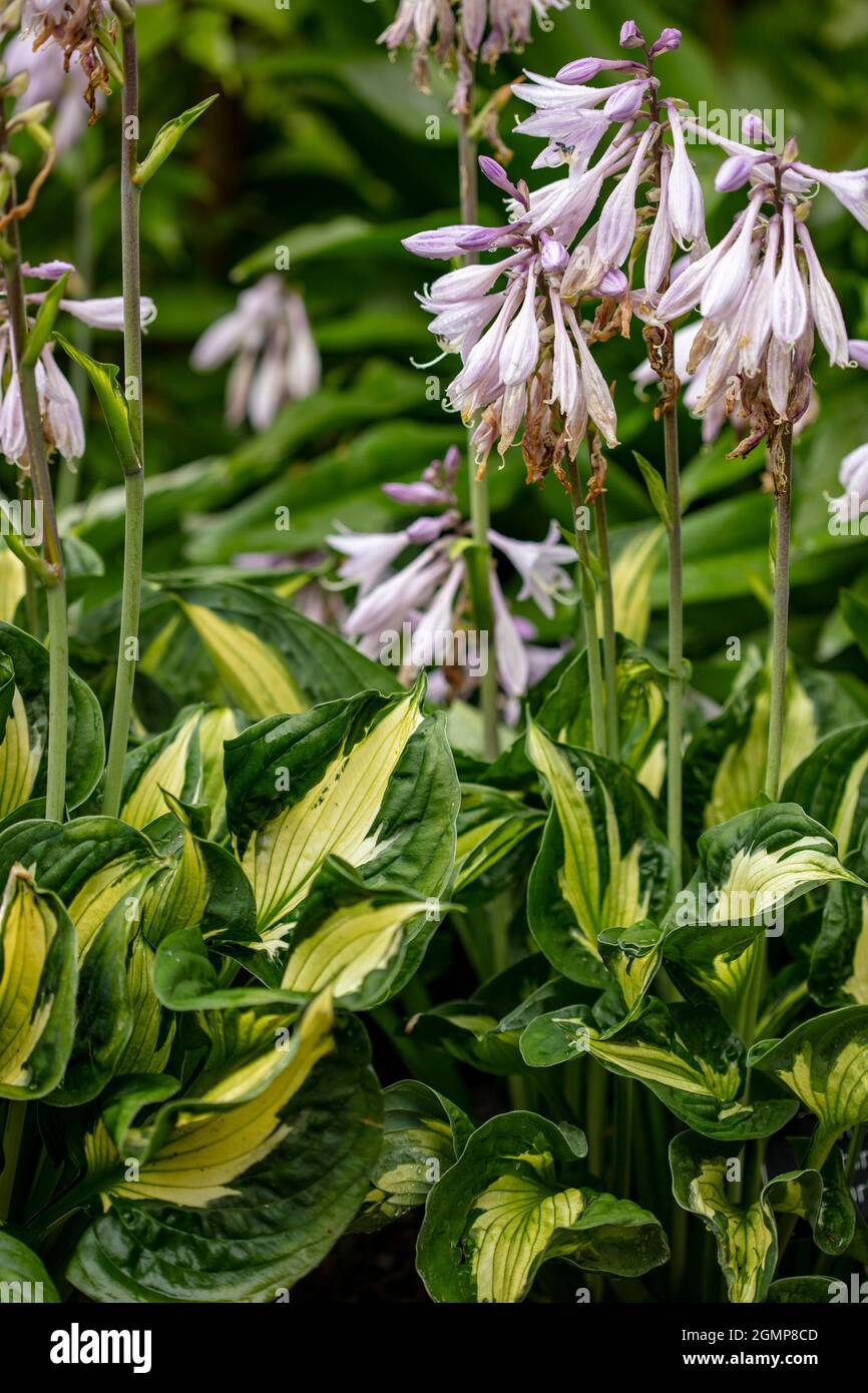 Beautiful Hosta 'Whirlwind' (fortunei), plantain lily ‘Whirlwind ...