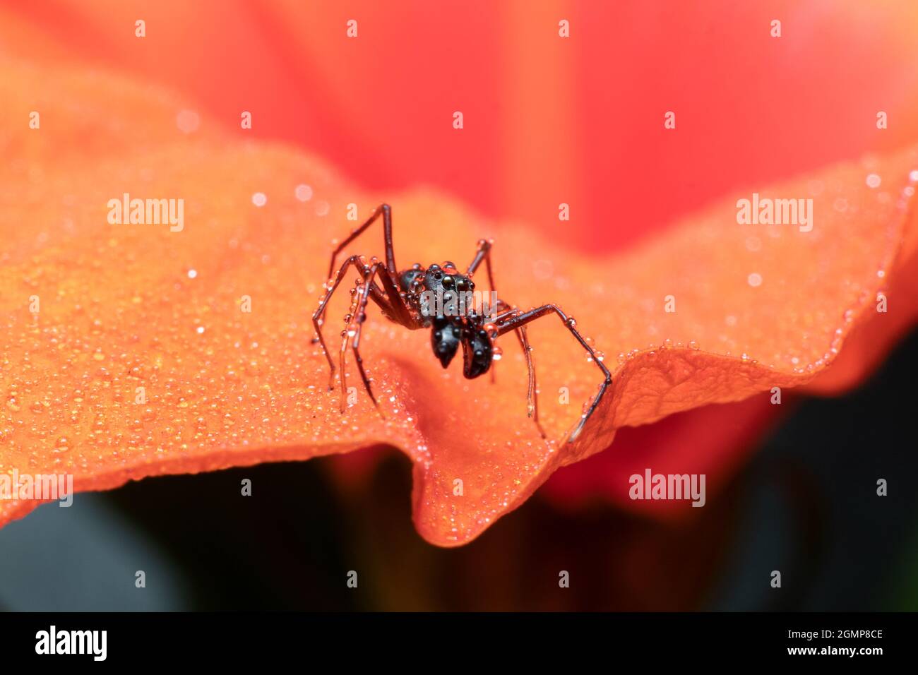 beautiful Male ant mimicking spider sits on a orange hibiscus flower ...