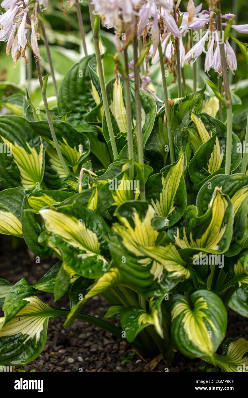Beautiful Hosta 'Whirlwind' (fortunei), plantain lily ‘Whirlwind ...