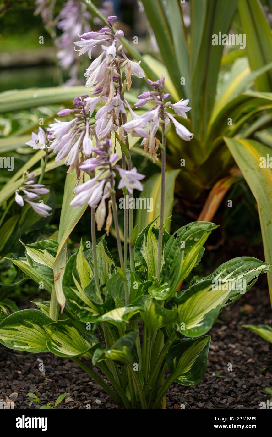 Beautiful Hosta 'Whirlwind' (fortunei), plantain lily ‘Whirlwind ...