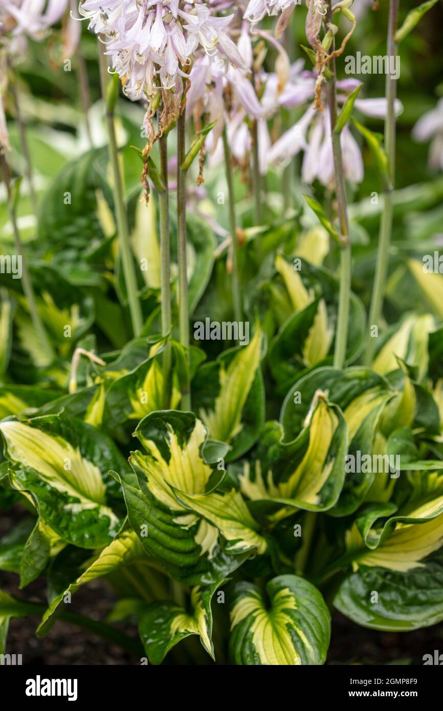 Beautiful Hosta 'Whirlwind' (fortunei), plantain lily ‘Whirlwind ...