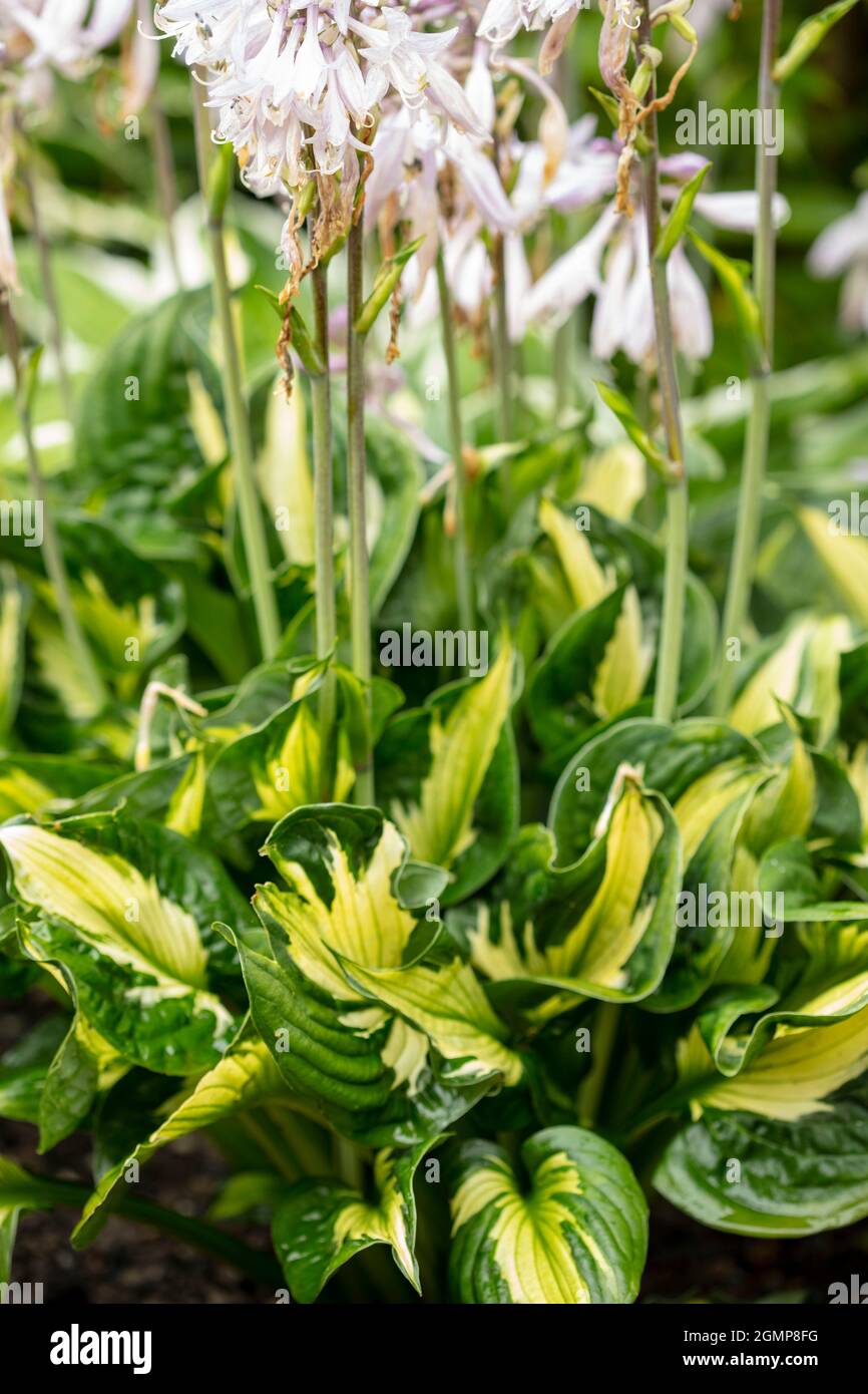 Beautiful Hosta 'Whirlwind' (fortunei), plantain lily ‘Whirlwind ...