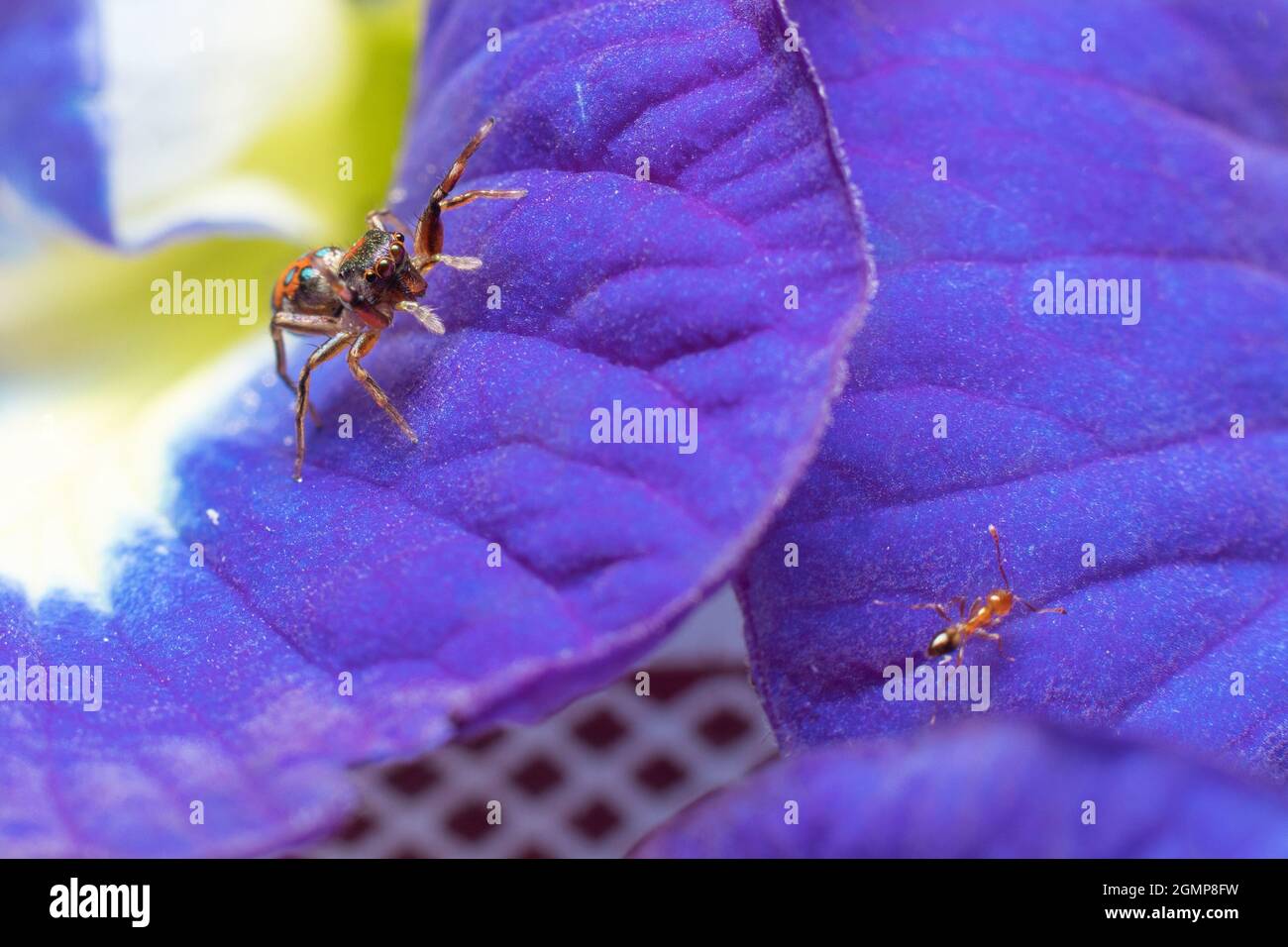 Tiny blue color spider hi-res stock photography and images - Alamy