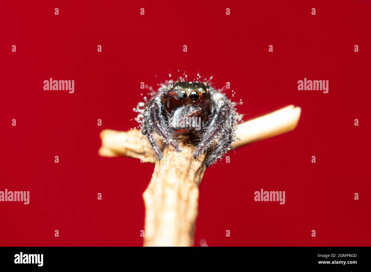 cute looking jumping spider close up photo Stock Photo - Alamy