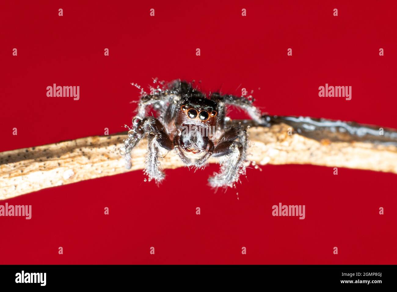 cute looking jumping spider close up stock photo Stock Photo - Alamy