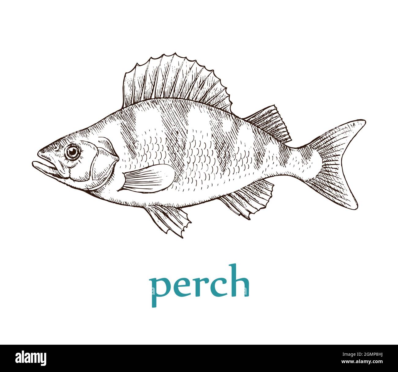 Sea fish perch on a white background. Cooking delicious food. Vector ...