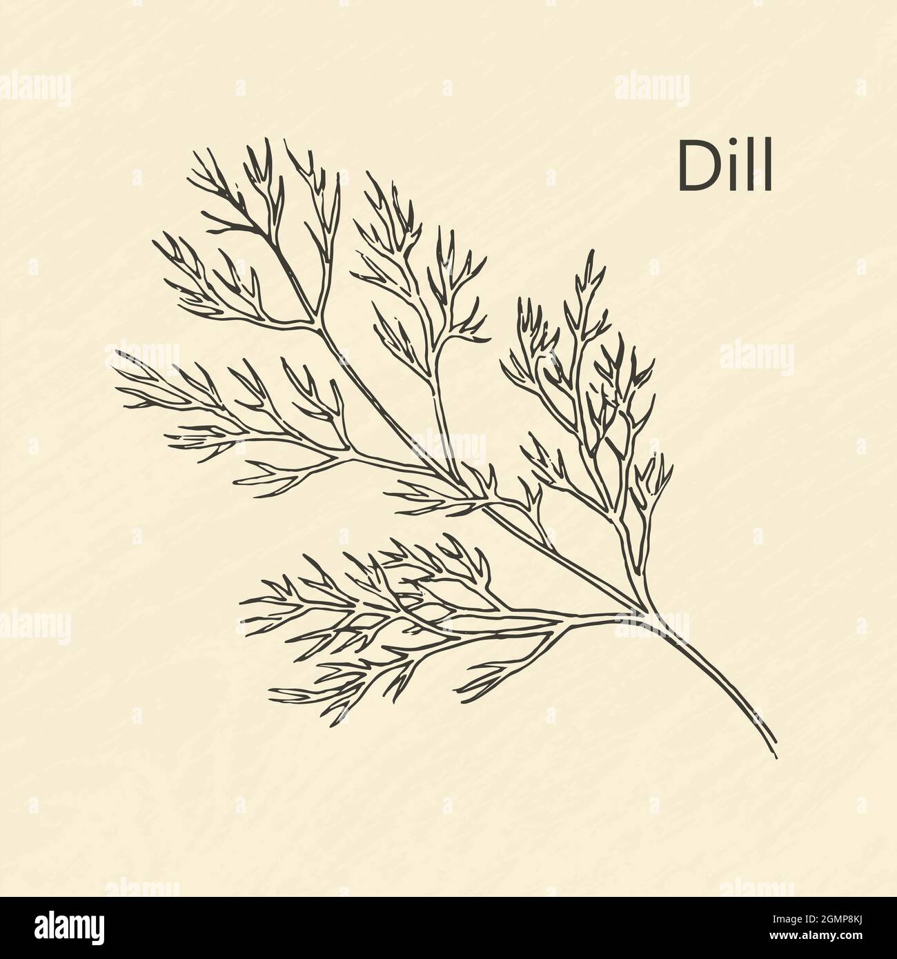 Monochrome illustration of hand drawn bunch of dill. Ingredient and ...