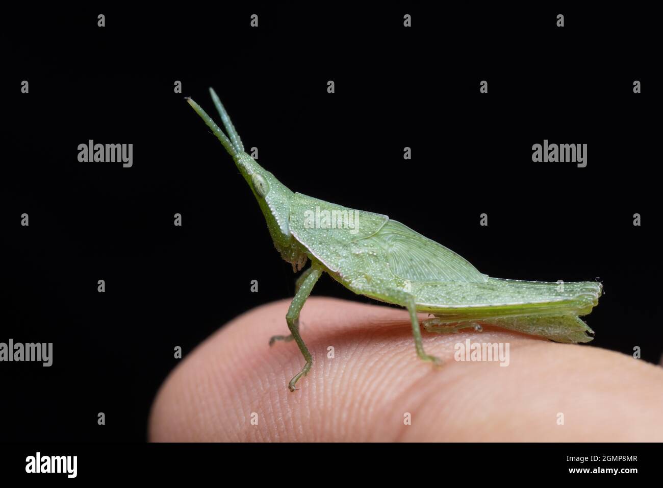 green grasshopper sits on my finger Stock Photo - Alamy
