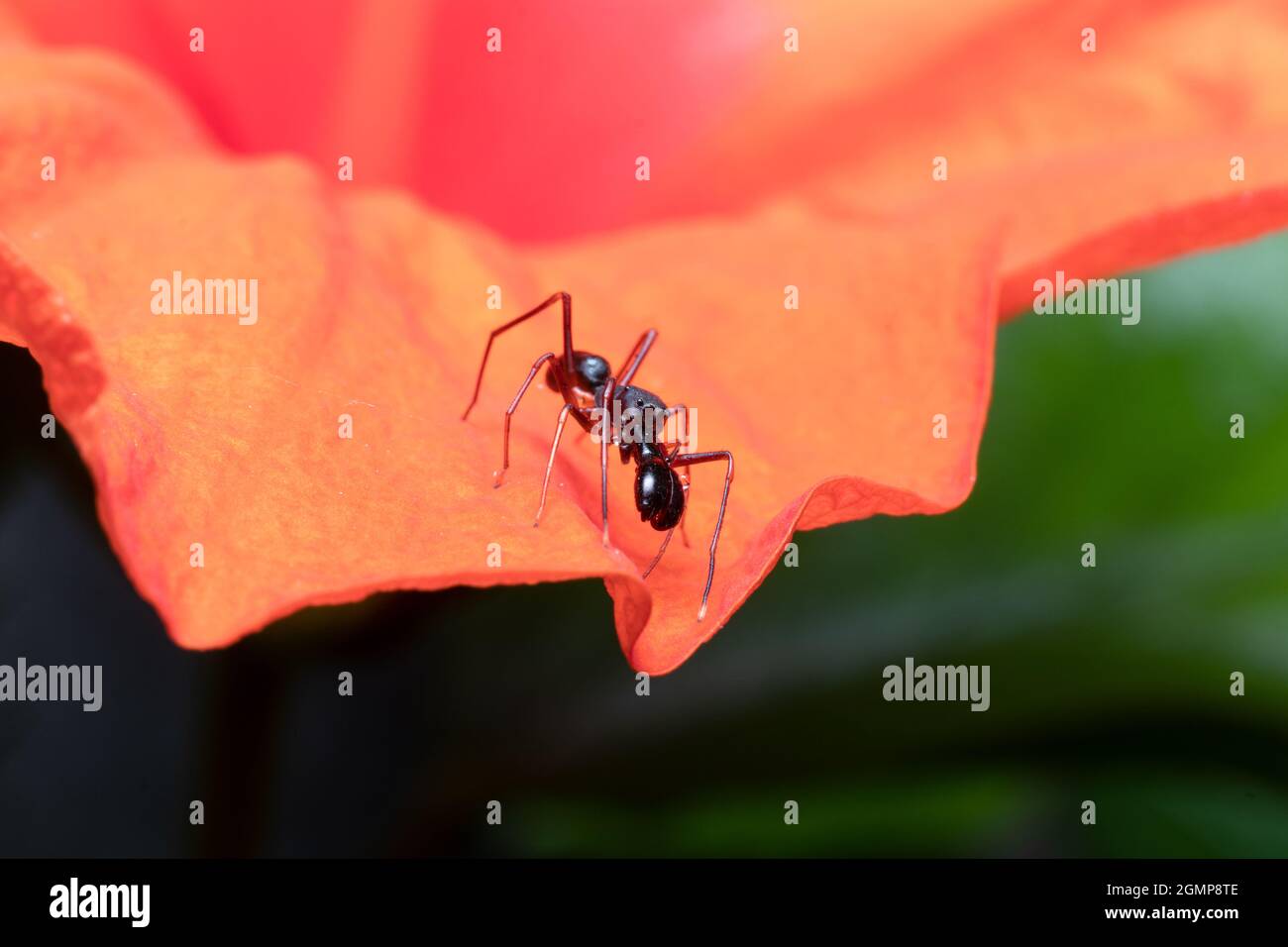 Male ant mimicking spider sits on a orange hibiscus flower Stock Photo ...