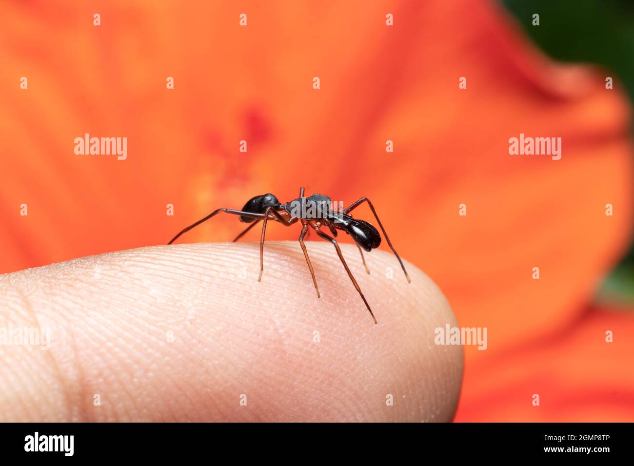 Male ant mimicking spider sits on my finger stock photo Stock Photo - Alamy