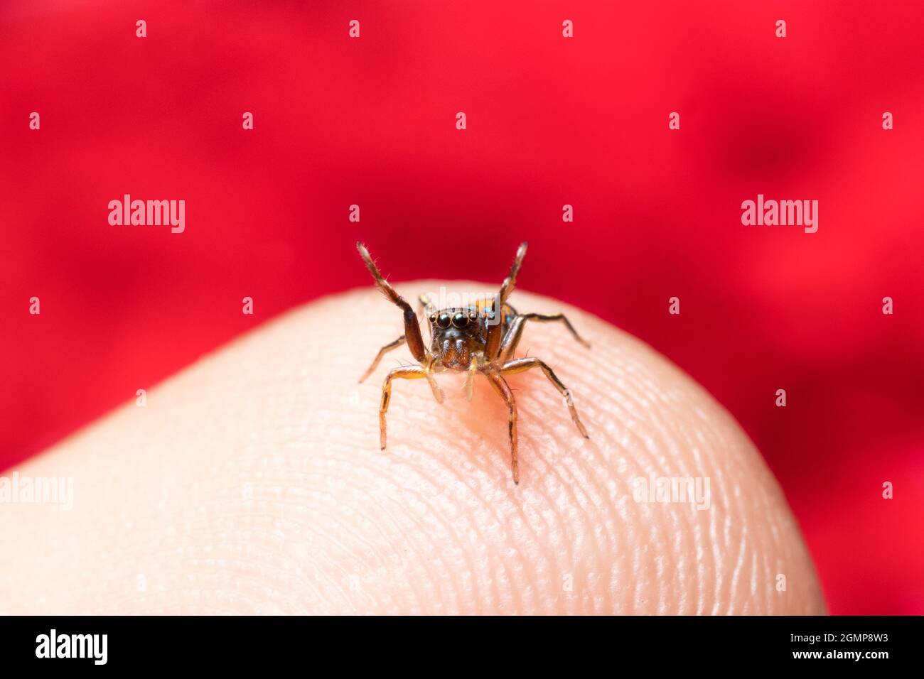 Metallic Jumping spider on my finger Stock Photo - Alamy