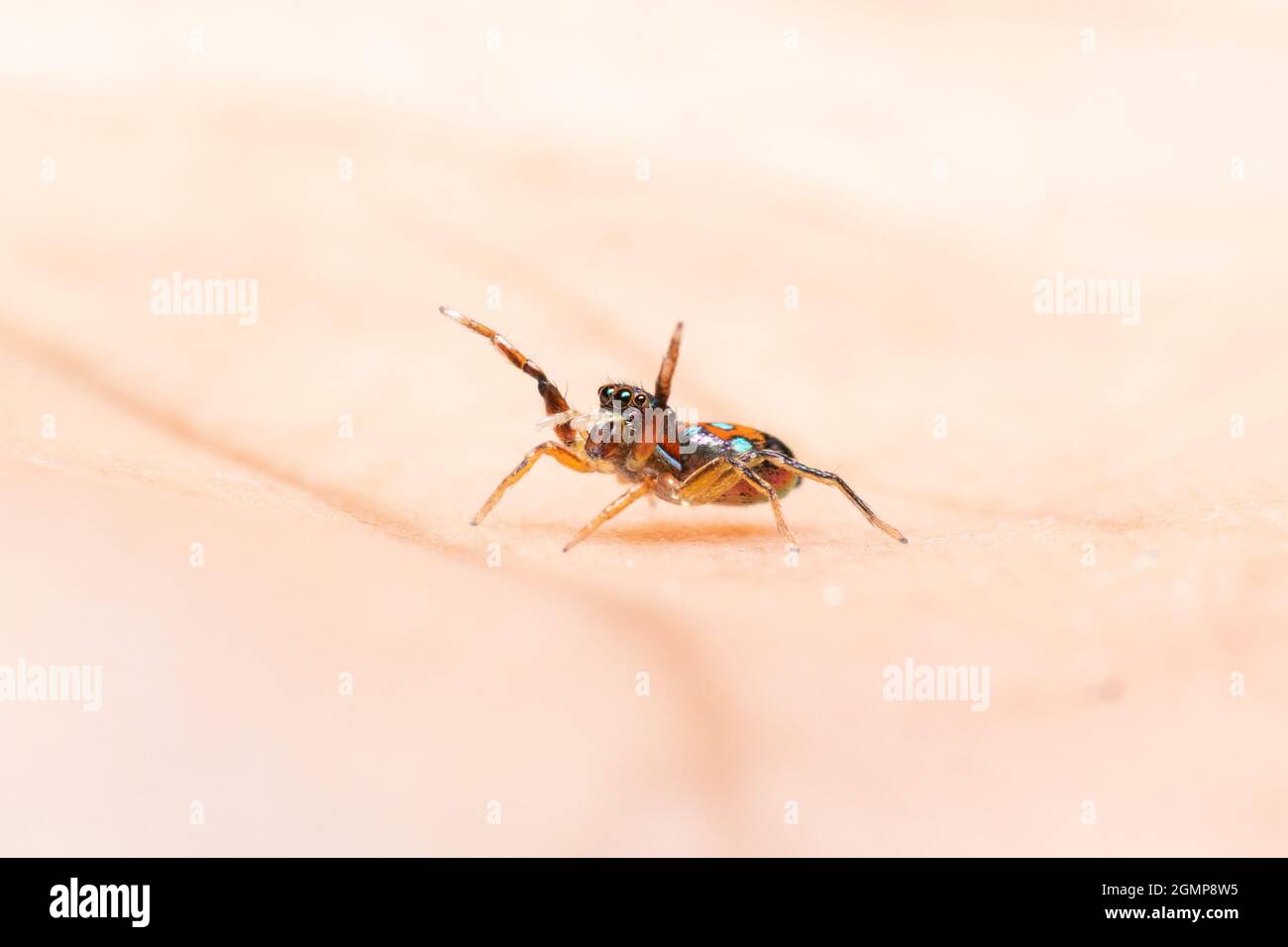 Metallic jumping spider hi-res stock photography and images - Alamy