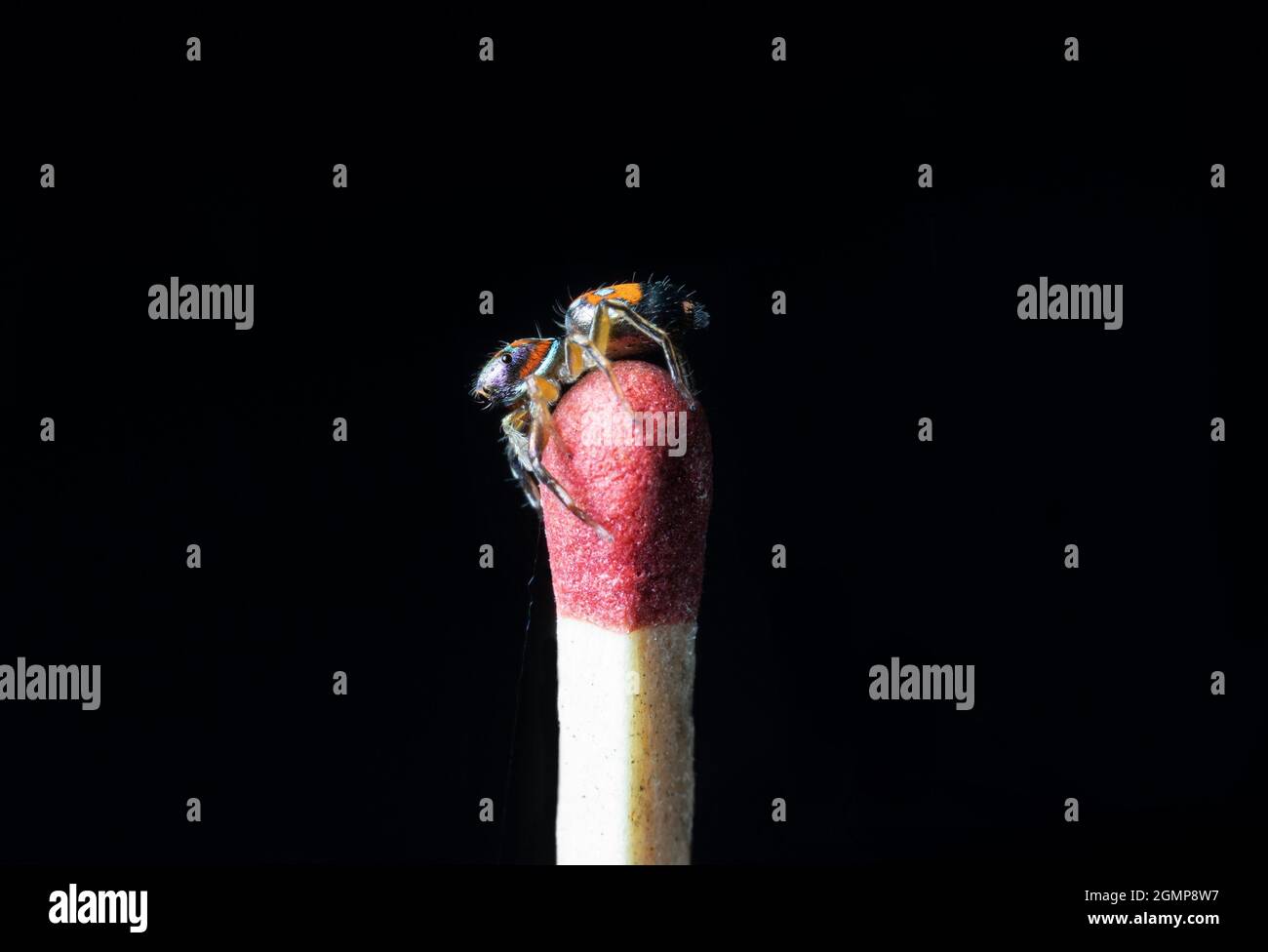 The Metallic Jumping spider on a matchstick Stock Photo - Alamy