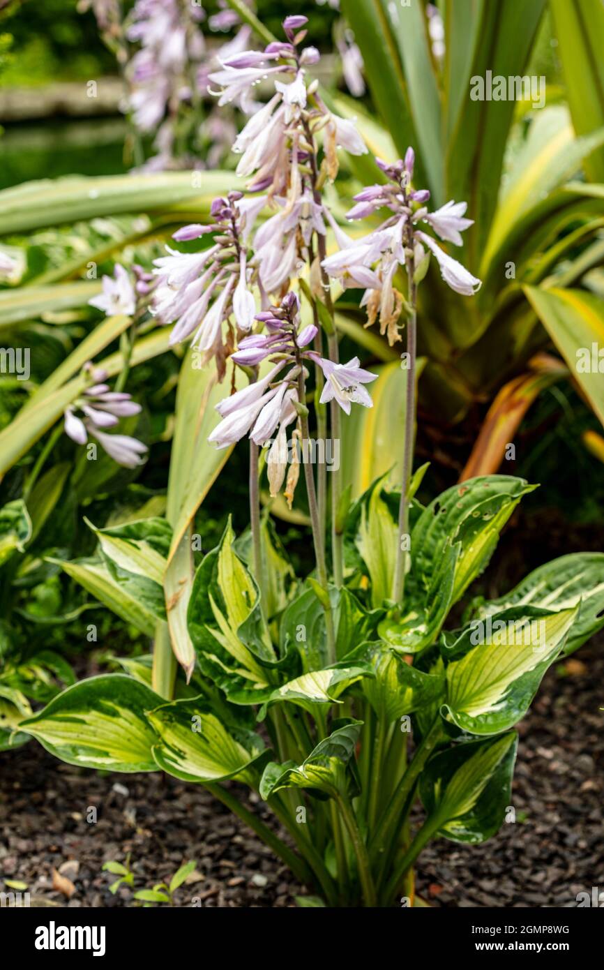 Beautiful Hosta 'Whirlwind' (fortunei), plantain lily ‘Whirlwind ...