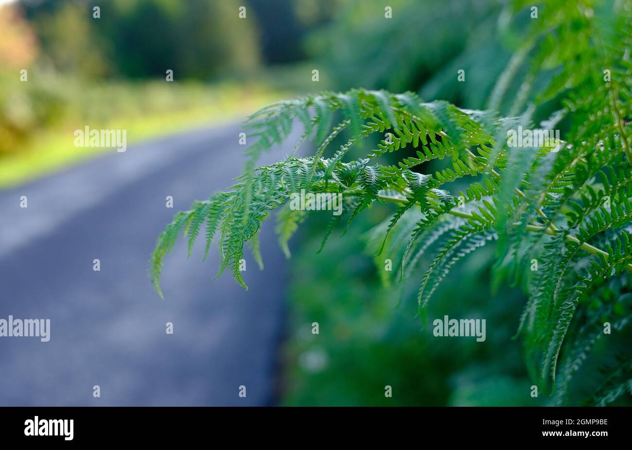 close up of ferns on empty country lane, yorkshire, england Stock Photo ...