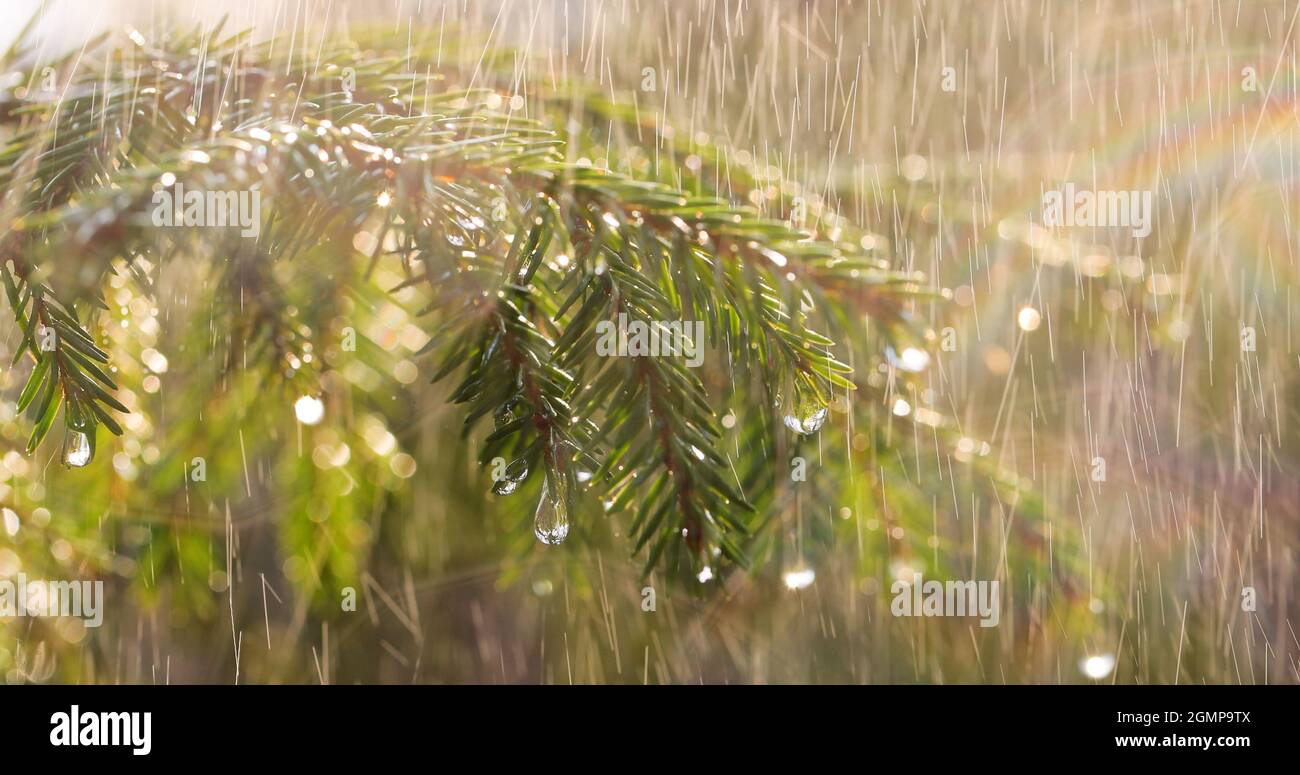 Rain on a sunny day. Close-up of rain on the background of an evergreen ...