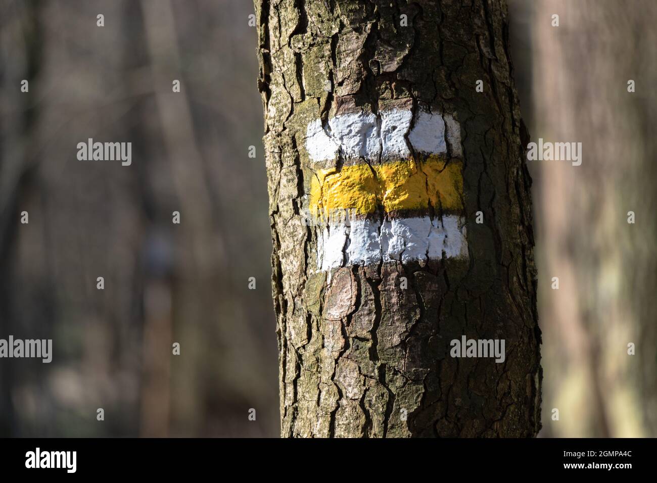 yellow trail mark on tree bark in woods with blurred background Stock ...