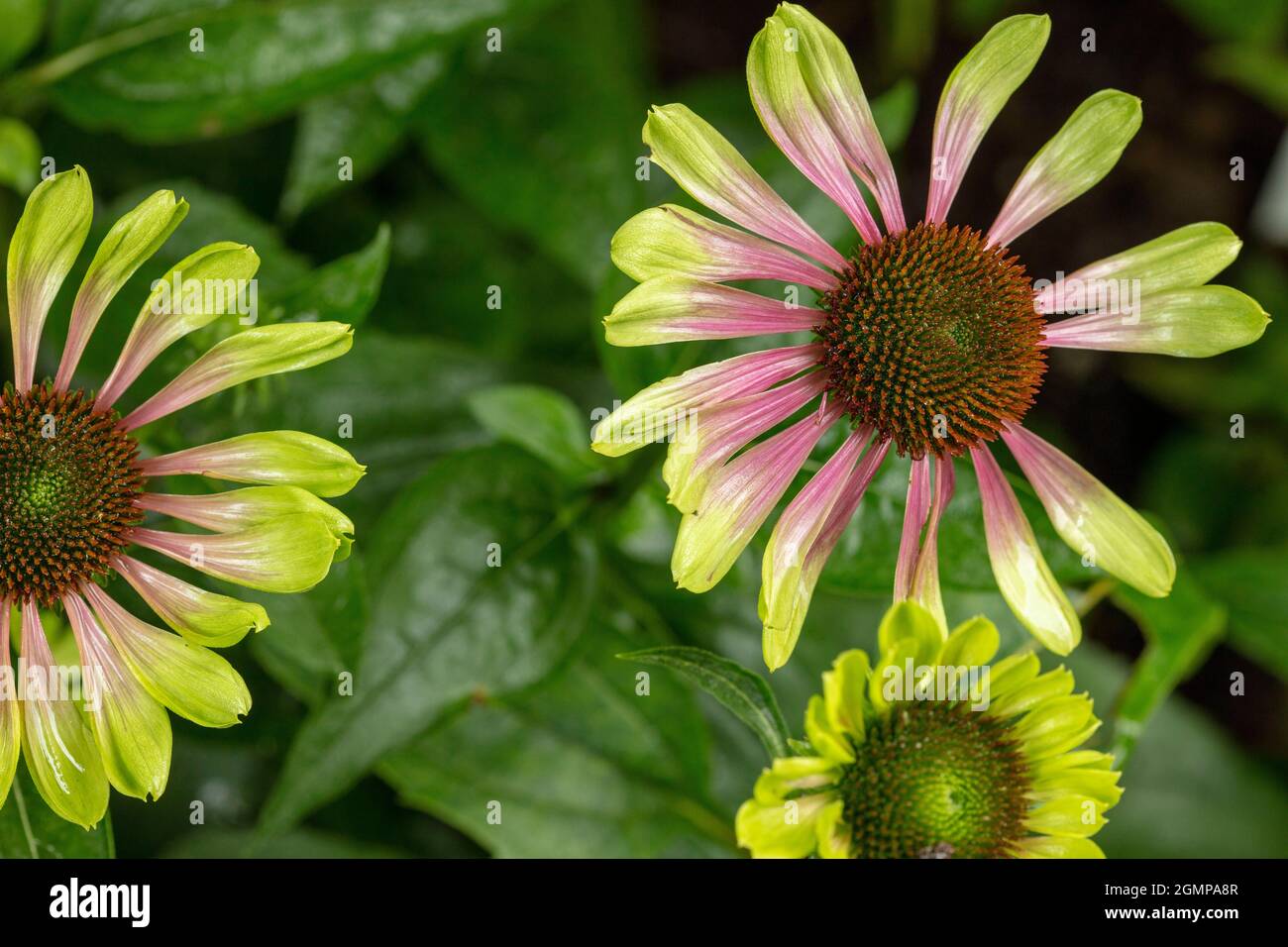 Striking and long flowering Echinacea purpurea 'Green Twister’, purple ...