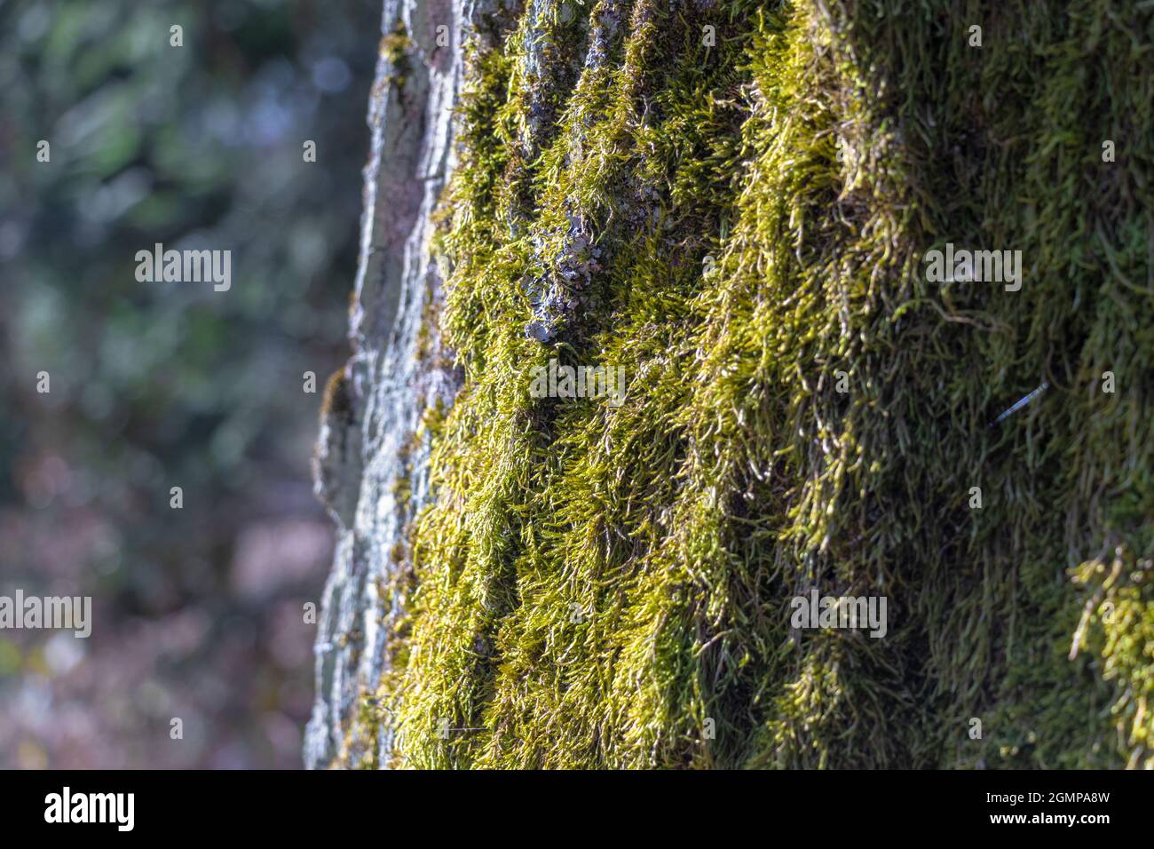 Bark moss mossy tree hi-res stock photography and images - Alamy