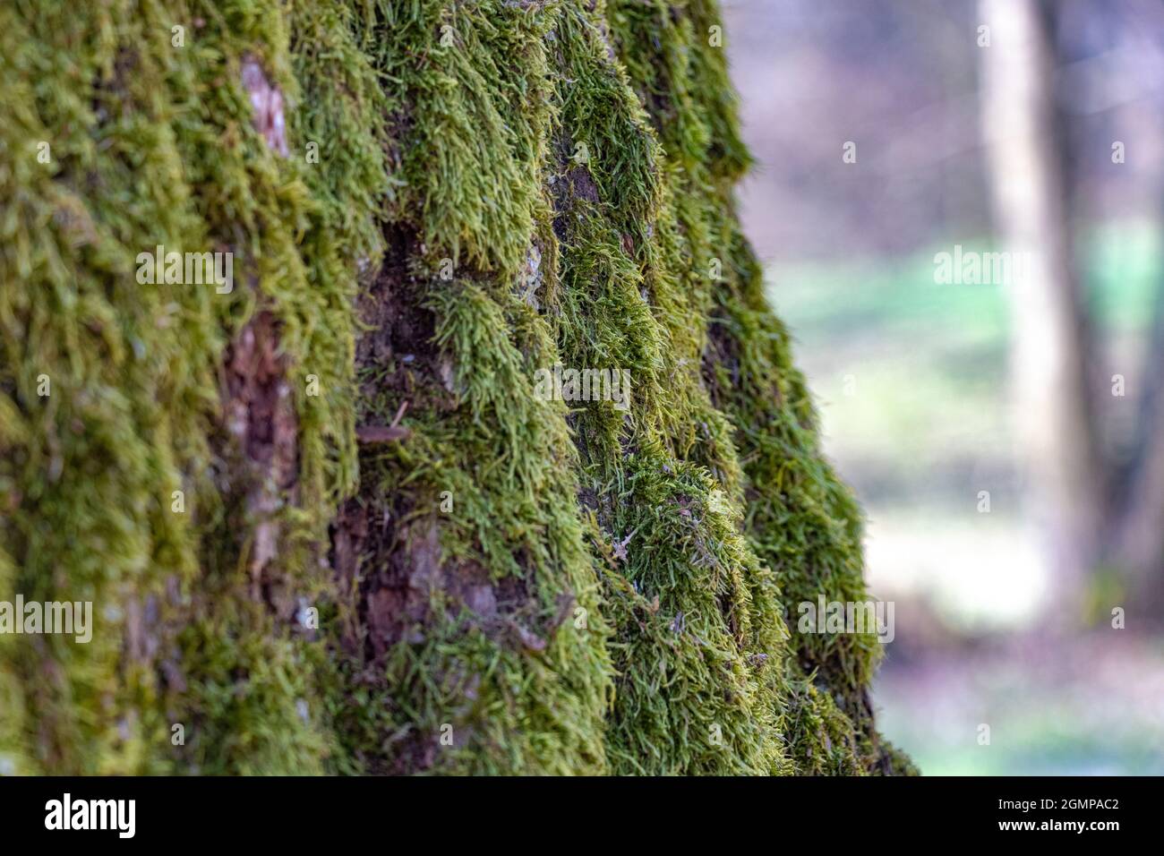 Bark moss mossy tree hi-res stock photography and images - Alamy