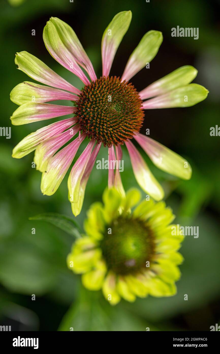 Striking and long flowering Echinacea purpurea 'Green Twister’, purple ...