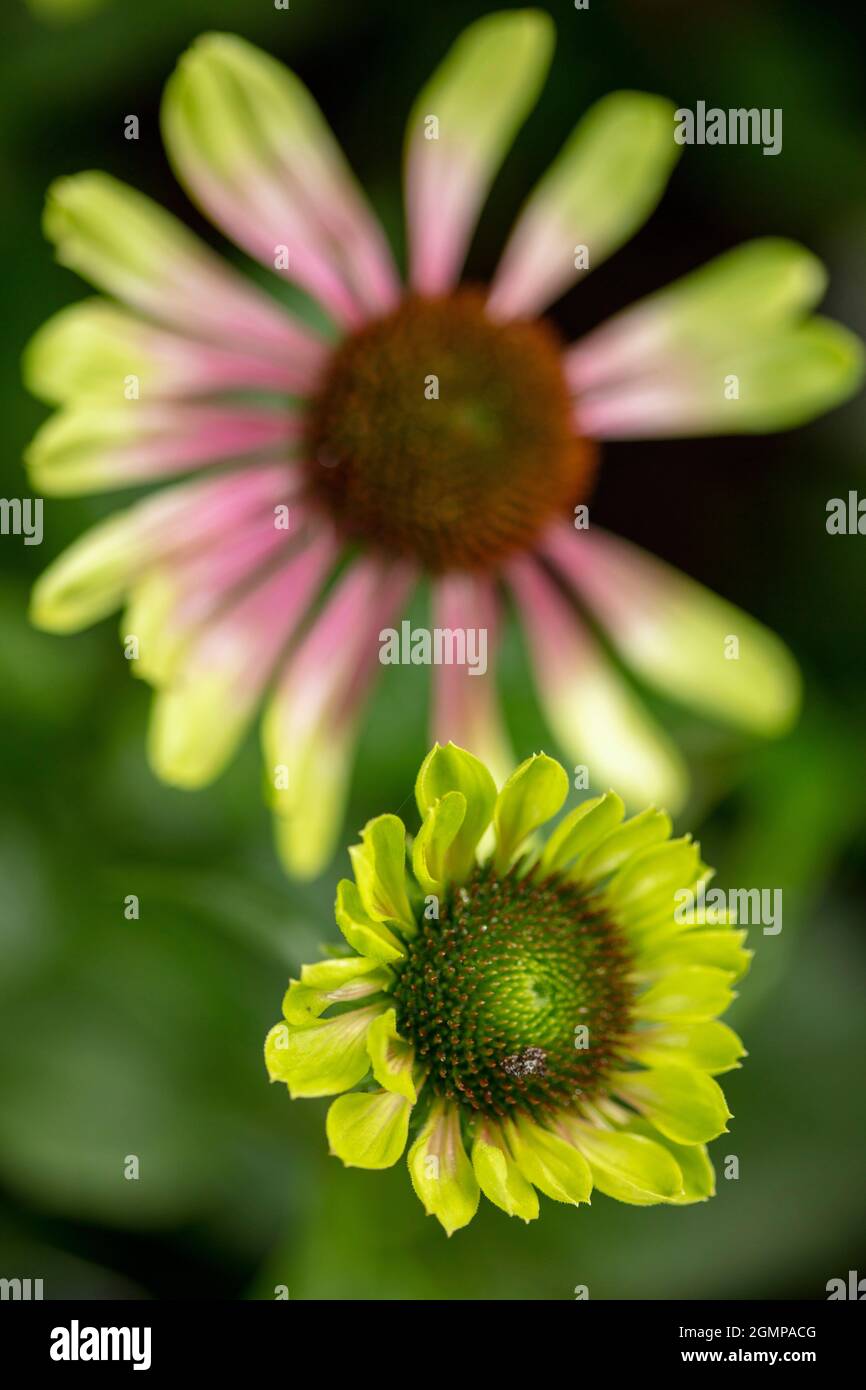 Striking and long flowering Echinacea purpurea 'Green Twister’, purple ...