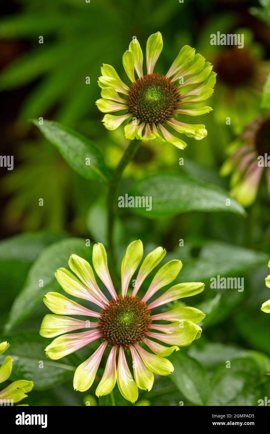 Striking and long flowering Echinacea purpurea 'Green Twister’, purple ...