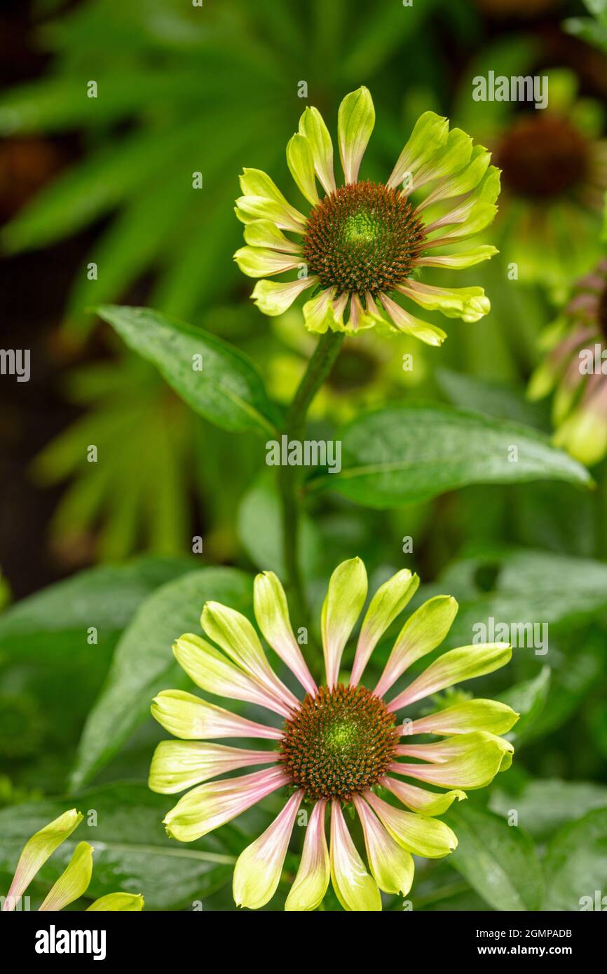 Striking and long flowering Echinacea purpurea 'Green Twister’, purple ...