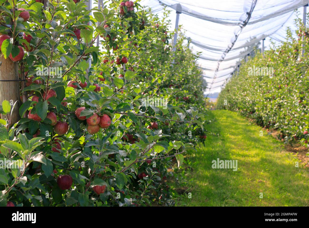 An Apple Orchard in Hohenlohe, Germany Stock Photo - Alamy