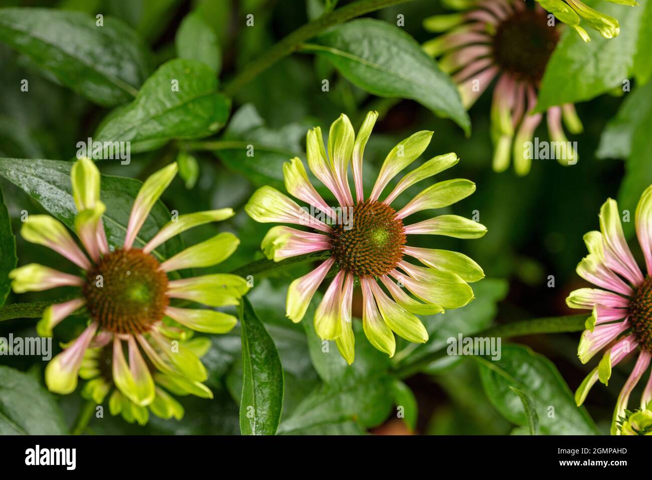 Striking and long flowering Echinacea purpurea 'Green Twister’, purple ...