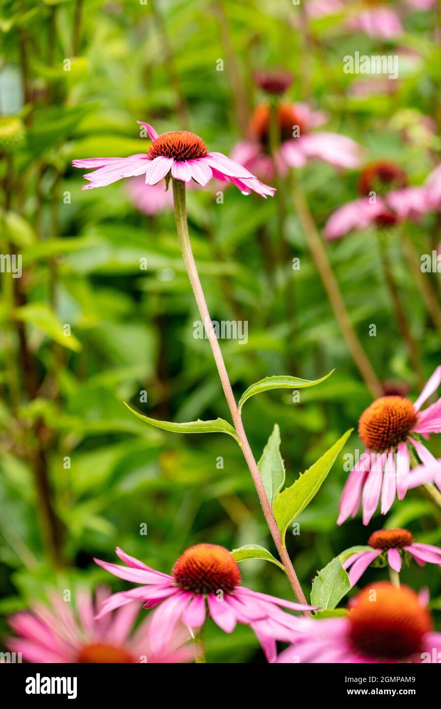 Attractive Echinacea purpurea ‘Rubinstern’, purple coneflower ...