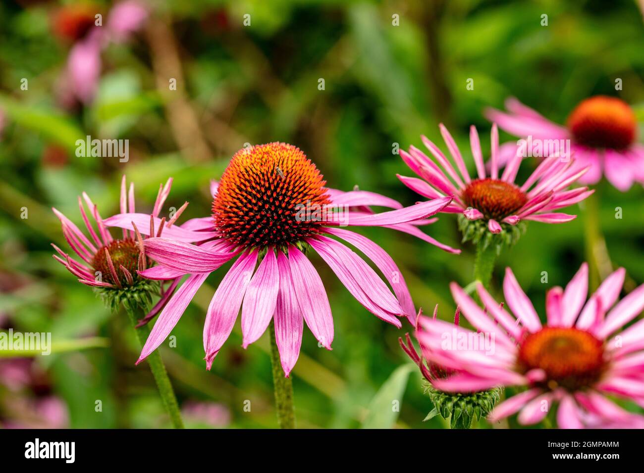 Attractive Echinacea purpurea ‘Rubinstern’, purple coneflower ...