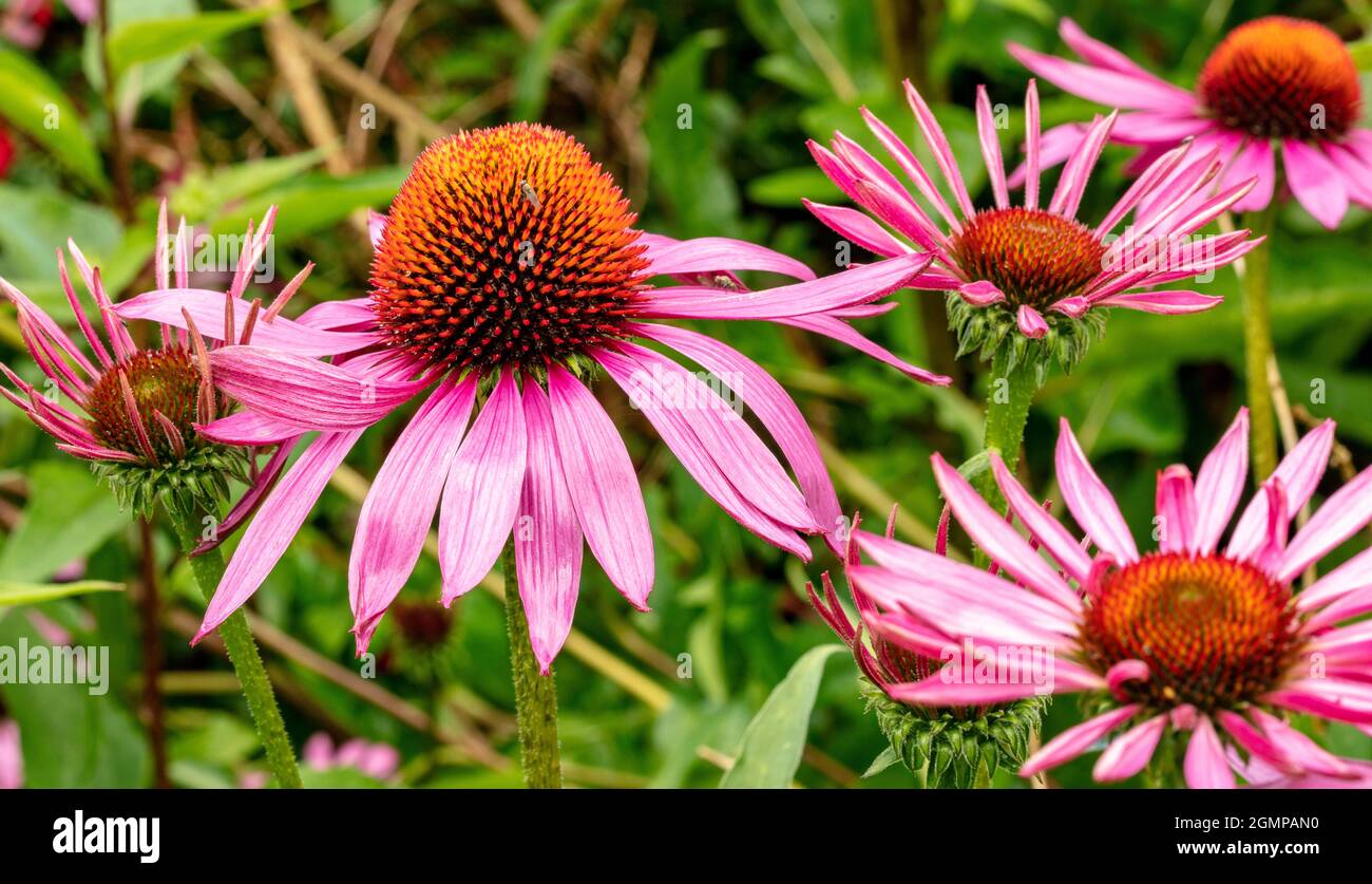 Attractive Echinacea purpurea ‘Rubinstern’, purple coneflower ...