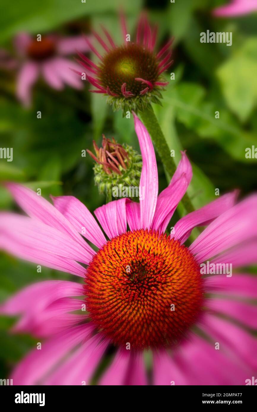 Attractive Echinacea purpurea ‘Rubinstern’, purple coneflower ...