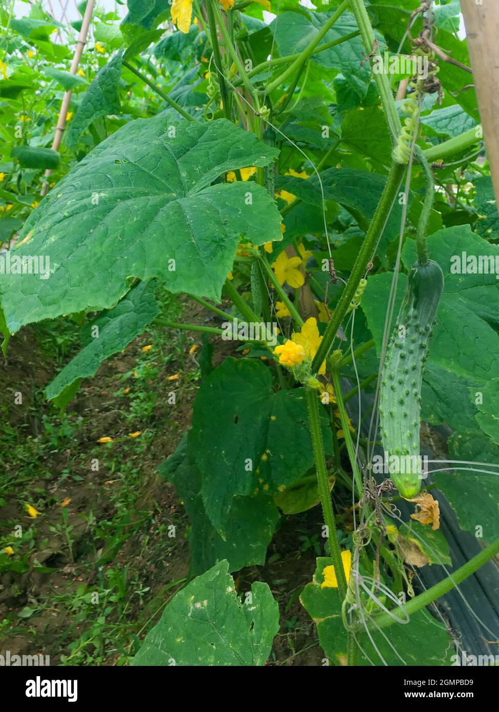 Cucumber harvest a field hi-res stock photography and images - Alamy