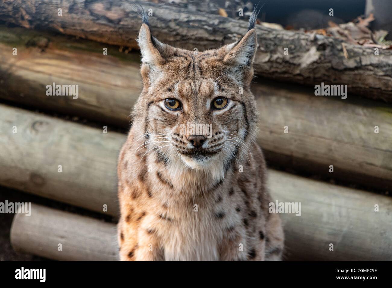 Lynx starring into the camera Stock Photo - Alamy