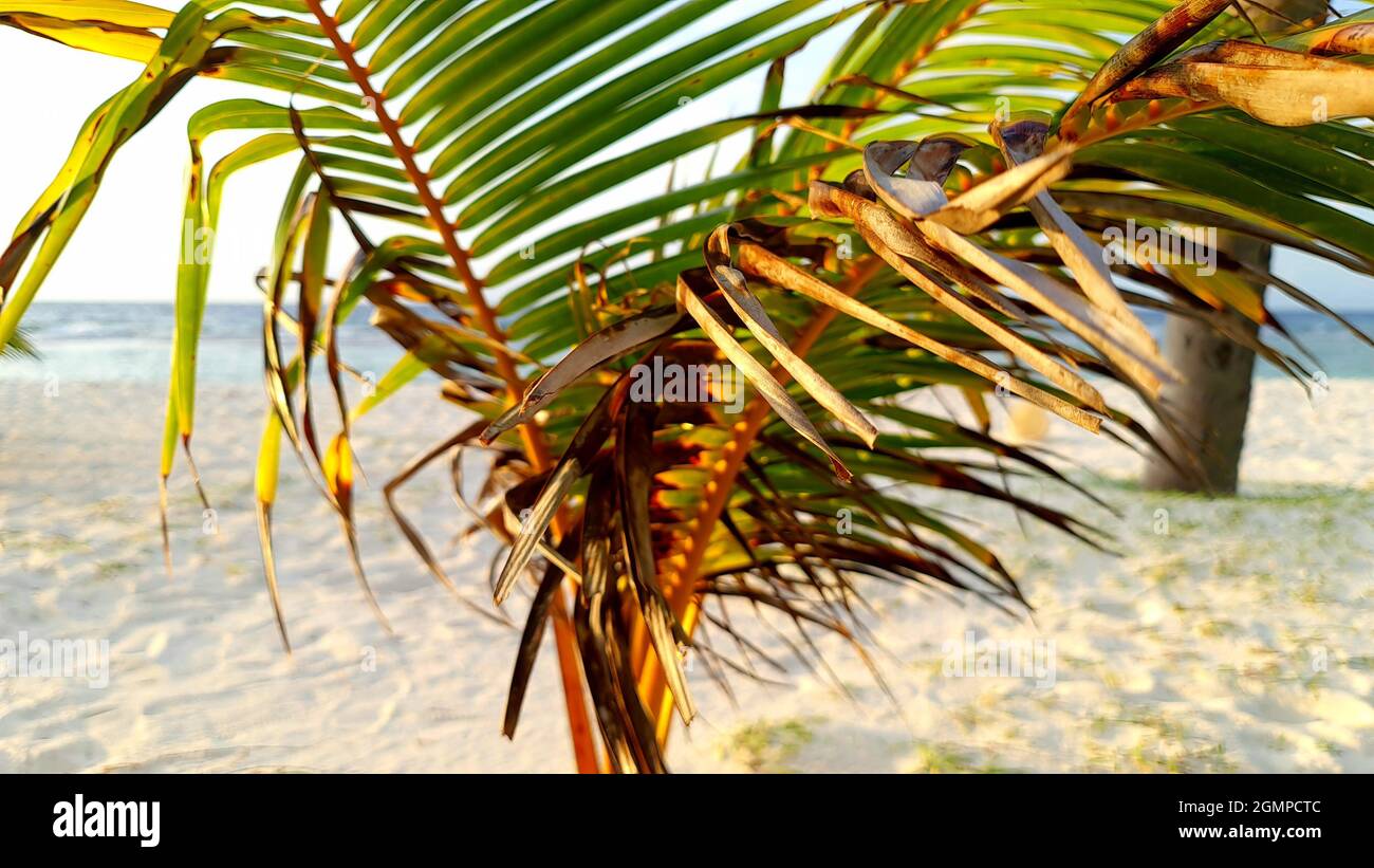 Tropical beach in a windy weather Stock Photo - Alamy