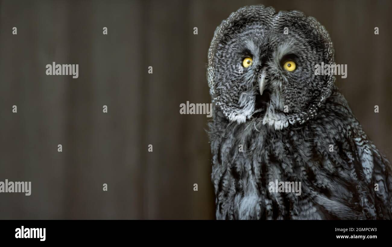 Owl starring into the camera Stock Photo - Alamy